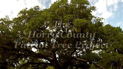 Horry County Patriot Tree Project Youtube