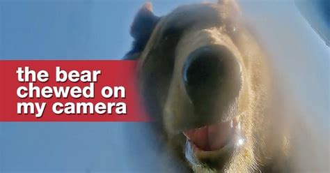 Marketer Ge On Linkedin დათვმა Gopro კამერა დაღეჭა და სელფი გადაიღო Marketer