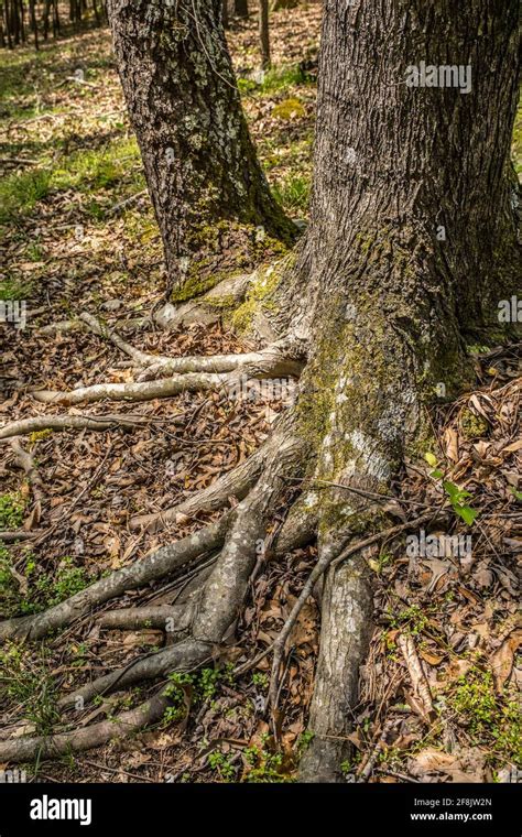 A Large Mature Tree With Exposed Roots Holding On The Hill Spreading Out On The Forest Floor