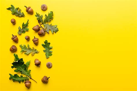 색깔이있는 배경에 녹색 참나무 잎과 도토리가있는 가지 상단 뷰를 닫습니다 10월에 대한 스톡 사진 및 기타 이미지 10월