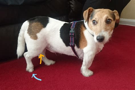 Cruciate Ligament Disease Non Surgical Treatment The Rehab Vet