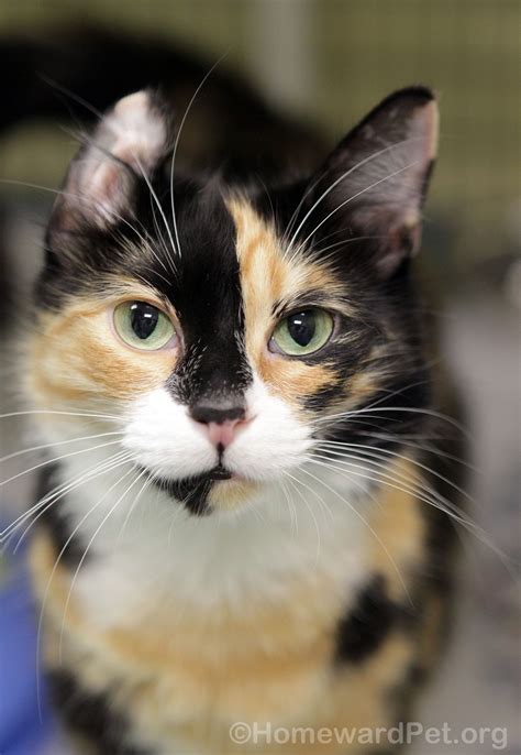 Calico Cat Adoption Seattle Planet Of Cats And Games