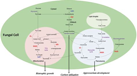 A Hypothetical Model Of The Function Of Acetyl‐coenzyme A Synthetase In Download Scientific