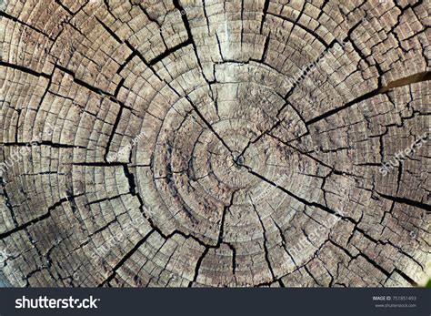 Cross Section Tree Trunk Showing Growth Stock Photo 751851493 Shutterstock