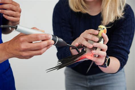 Pododermatitis In Birds Doctorvet