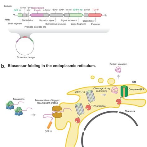 Biosensor Design Controls And Expression Underpgpm1 Schematics Of The Download Scientific