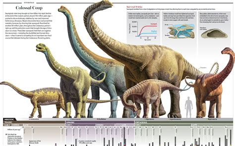 Saurópodos Sauropod Skeleton Labeled Apatosaurus Skeleton Labeled