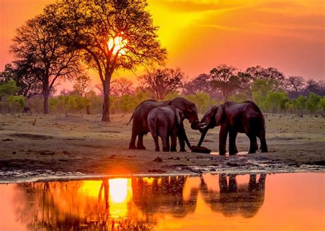 African Sunset With Elephants At Arthur Poulsen Blog