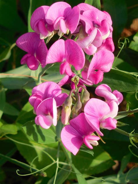 Sweet Pea Wild Flower Free Photo On Pixabay Pixabay