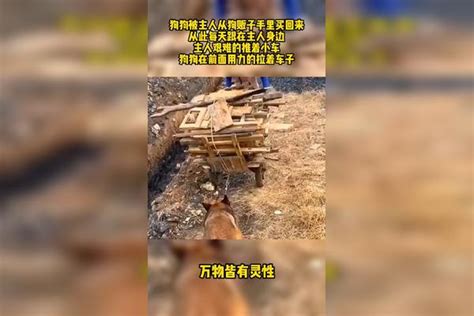 狗狗被主人从狗贩子手里买回来从此每天跟在主人身边 主人 狗狗