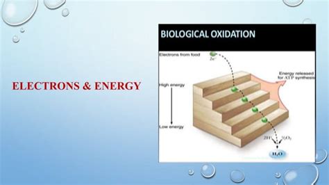 Oxidation Reduction Reaction In Living Organisms Pptx Chemistry Science