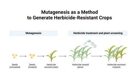 Mutagenesis As A Method To Generate Herbicide Resistant Crops Biorender Science Templates