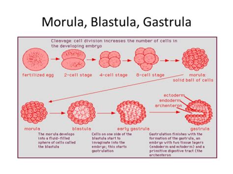 Taxonomy Flashcards Quizlet