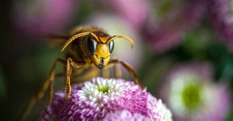 Everyones Asking How Did Murder Hornets Get To The Us Find Out