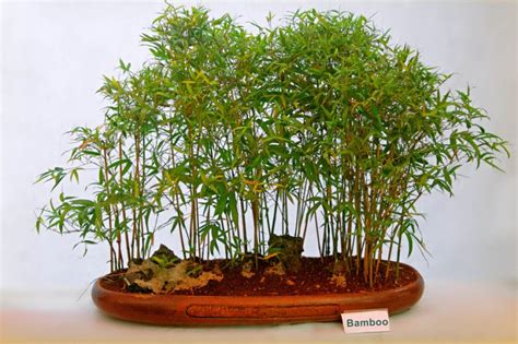 Transplanting Bamboo All The Top Tips For Success
