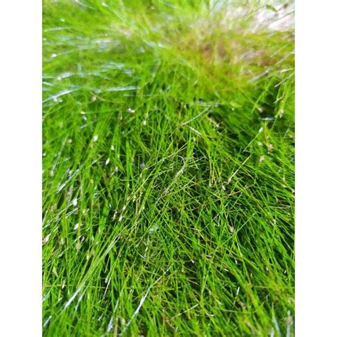 Jual Hairgrass Hairgras Mini Eleocharis Acicularis 12x12cm Shopee Indonesia