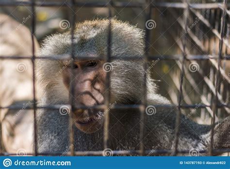 Sad Baboon Locked In The Cage Stock Image Image Of Crows Flamingo 143787193