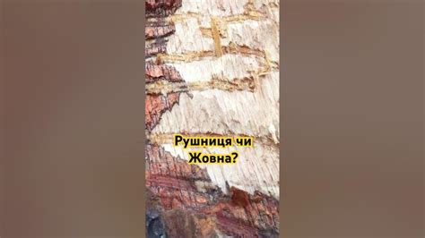 Жовна бє дерева як з рушниці Чорний дятел жовна дятел рушниця