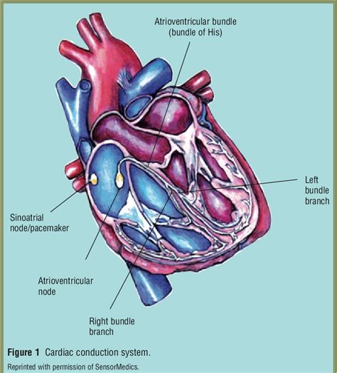 Table 1 From Congenital Complete Atrioventricular Block In A Young Man