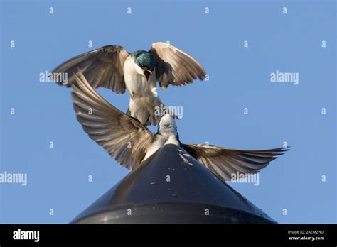 Tree Swallow Mated Pair Hi Res Stock Photography And Images Alamy