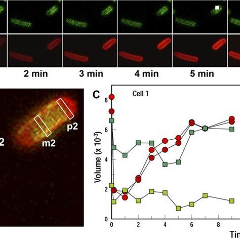 Fluorescence Microscopic Observation Of Feent Binding And Transport In Download Scientific