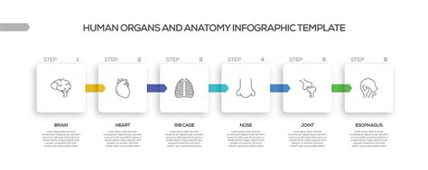 인간 장기 및 해부학 관련 프로세스 인포그래픽 템플릿 프로세스 타임라인 차트 선형 아이콘이 있는 워크플로 레이아웃 갑상샘에 대한 스톡 벡터 아트 및 기타 이미지 Istock