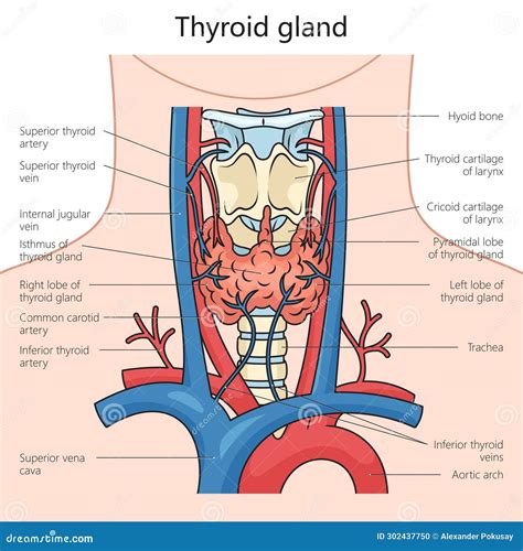 Human Thyroid Gland Structure Diagram Medical Stock Vector
