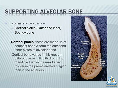 Alveolar Bone Pptx