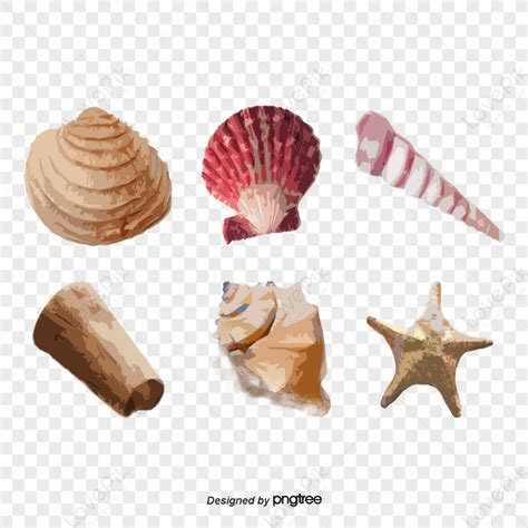 바다 일러스트 조개와 창의 수업불가사리껍질조가비 Png 일러스트 무료 다운로드 Lovepik