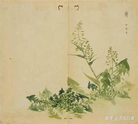 《诗经》中那些美了千年的草木 知乎