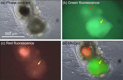 Gfp Positive Cell Colony Formed On Chip After Two Weeks Of Continuous