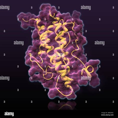 Hormona Del Crecimiento