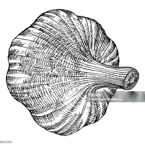 마늘의 핸드 드로잉 머리입니다 허브와 향신료 일러스트를 스케치합니다 벡터입니다 건강관리와 의술에 대한 스톡 벡터 아트 및 기타 이미지 건강관리와 의술 건강한 생활방식