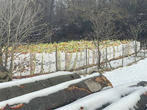 Fibc Theroyalnnz Nnz Happynewyear Loglift Austria Daniel Rigler