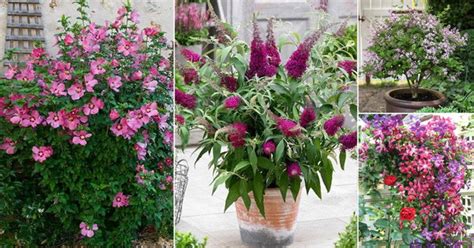 29 Beautiful Bushes With Pink Flowers Pink Flowering Shrubs