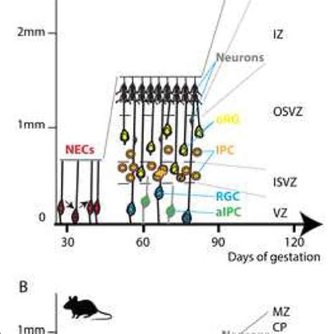 Cortical Expansion In Humans There Are Significant Differences In The Download Scientific