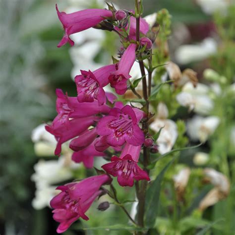 Penstemon Garnet Hills Perennials