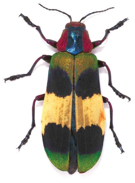 Chrysochroa Alchetron The Free Social Encyclopedia