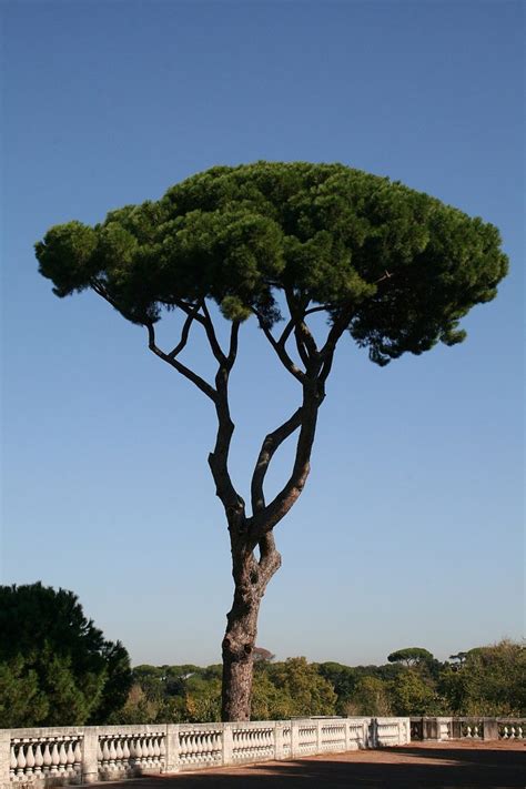Italian Stone Pine Trees Of Joy