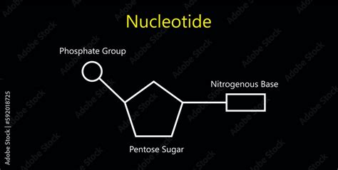 Chemical Structure Of Dna Nucleotide Three Parts Of A Nucleotide Phosphate Group Pentose