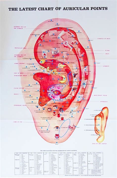 Ear Auricular Points Chart Poster Inc Buyamag Inc