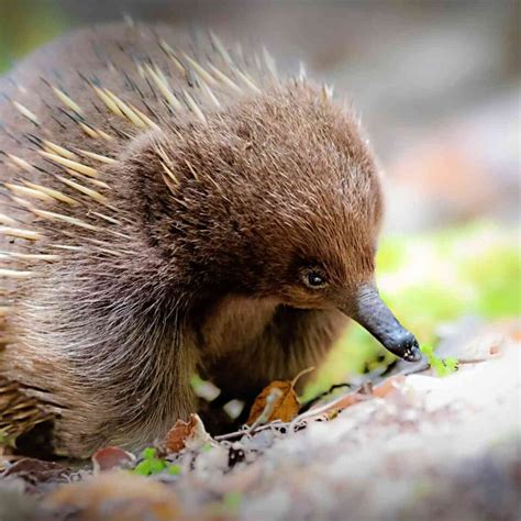 16 Surprising Facts About The Echidna Factopolis
