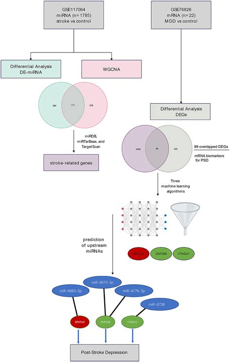 Frontiers Identification Of A Mirnamrna Regulatory Network For Post