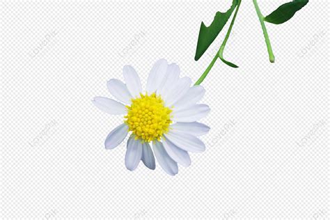 작은 데이지 꽃 Png 일러스트 무료 다운로드 Lovepik
