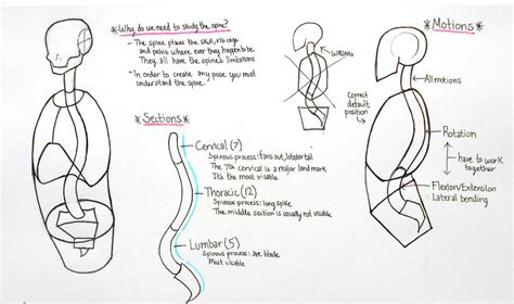 Spine Anatomy Notes 1 Proko By Ravendaniels On Deviantart