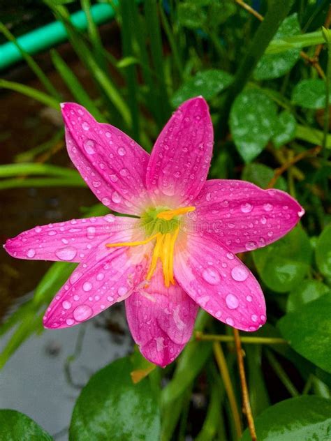 A Rain Lily With A Rainy Day Stock Image Image Of Lily Rain