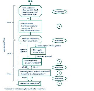 REANIMACION Algoritmo De La Reanimacion Neonatal