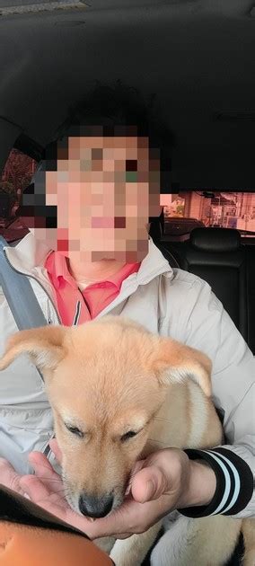 믹스견 누랭이 오드아이랙돌분양사이트 오드아이브리티쉬숏헤어분양사이트 오드아이스코티쉬폴드분양사이트 오드아이러시안블루분양사이트 오드아이고양이분양사이트 털빠짐없는비숑프리제분양