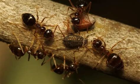 19 Types Of Ants In California With Pictures And Identification