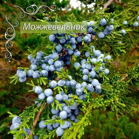 Можжевеловые ягоды: Ягоды можжевельника – сорта с фото, польза, вред и ...
